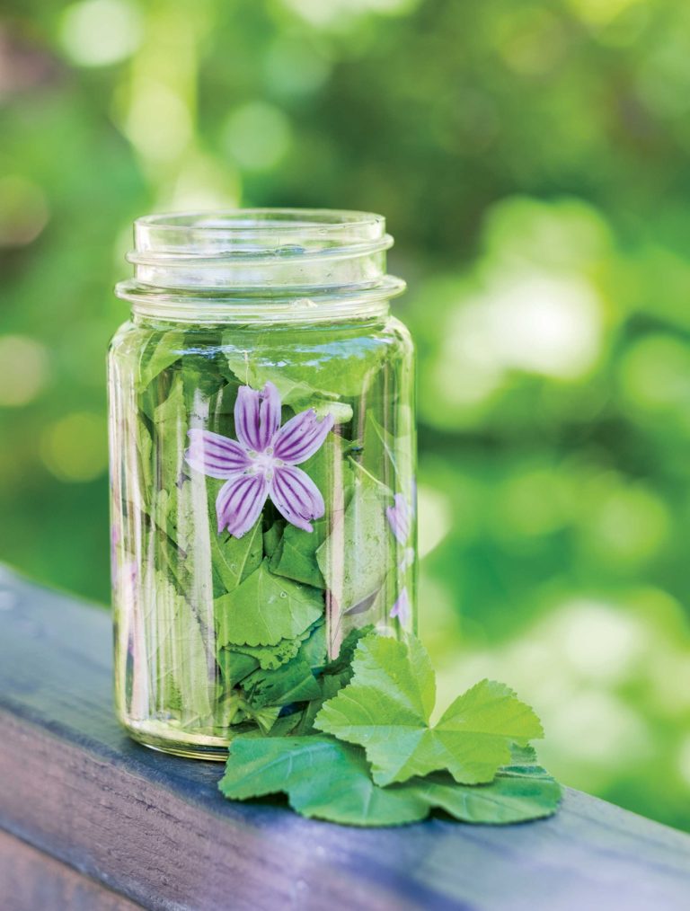 Mallow Cold Infusion - Emily Han